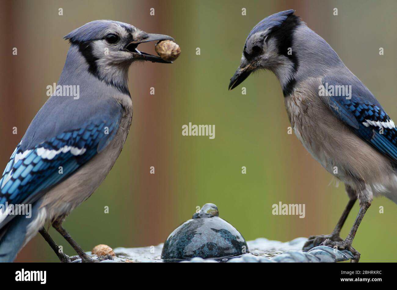 Two blue jays hi-res stock photography and images - Alamy