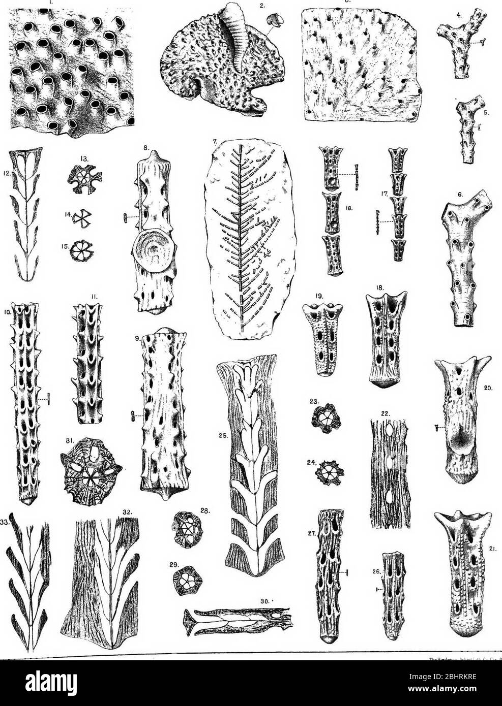 "The Bryozoa of the Lower Silurian in Minnesota" (1893 Stock Photo - Alamy