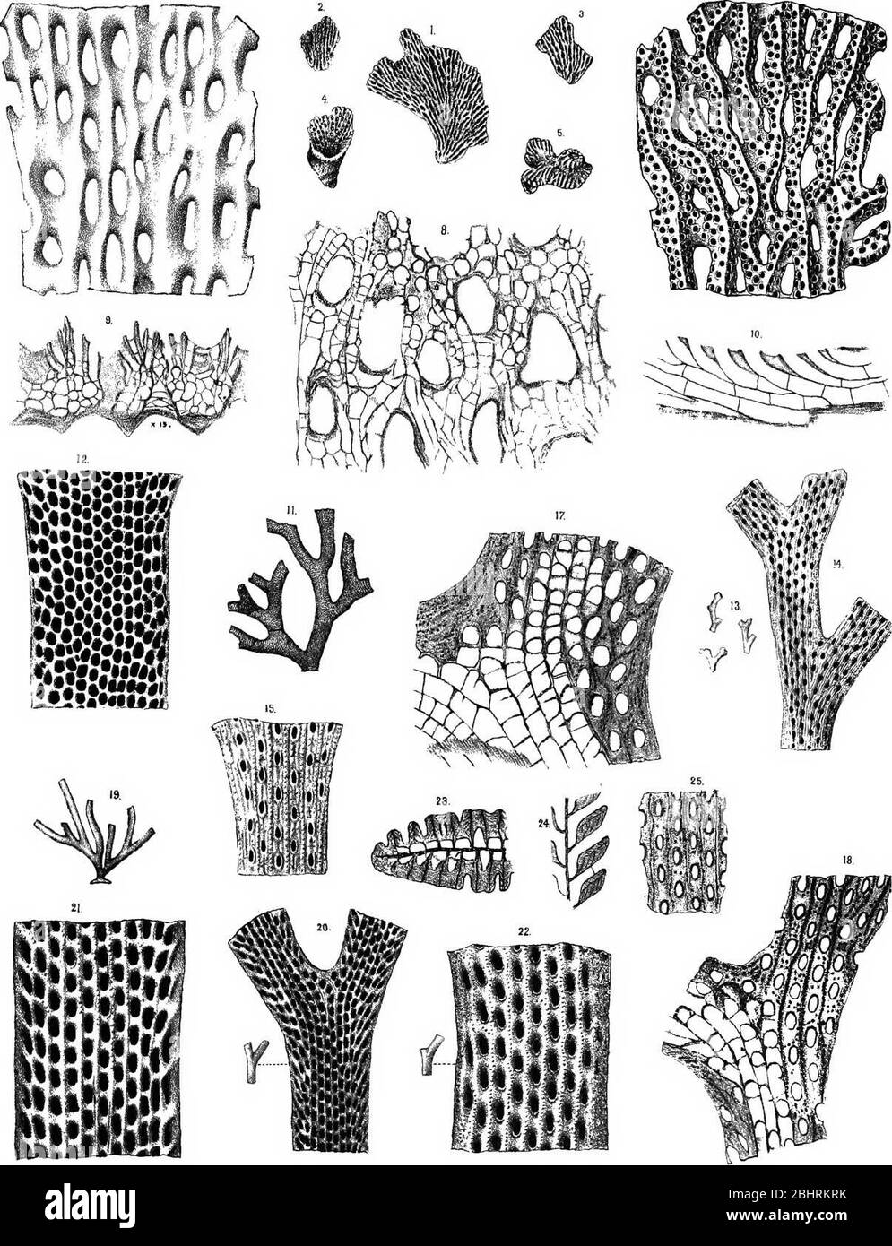 "The Bryozoa of the Lower Silurian in Minnesota" (1893 Stock Photo - Alamy