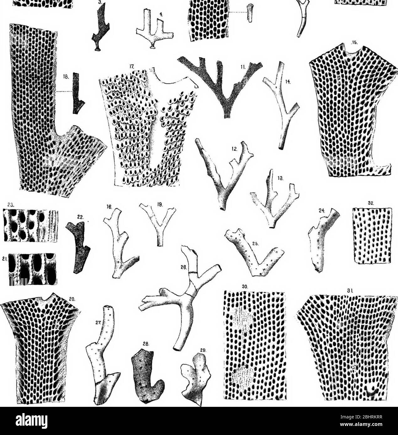 "The Bryozoa of the Lower Silurian in Minnesota" (1893 Stock Photo - Alamy