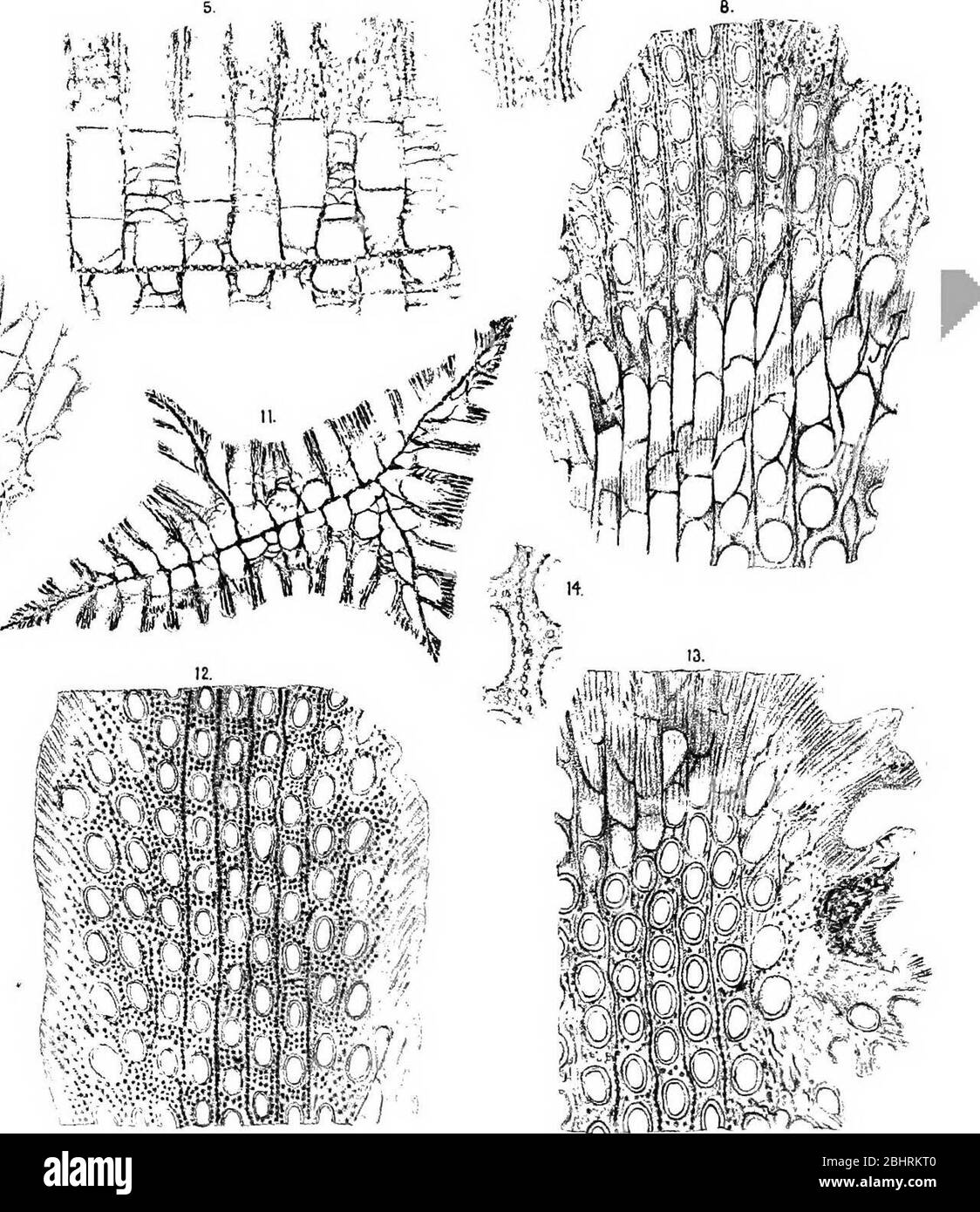 "The Bryozoa of the Lower Silurian in Minnesota" (1893 Stock Photo - Alamy