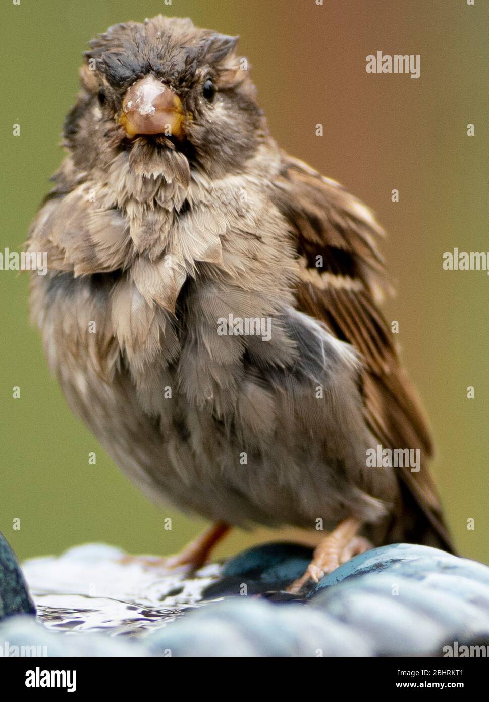 Wet bird hi-res stock photography and images - Alamy