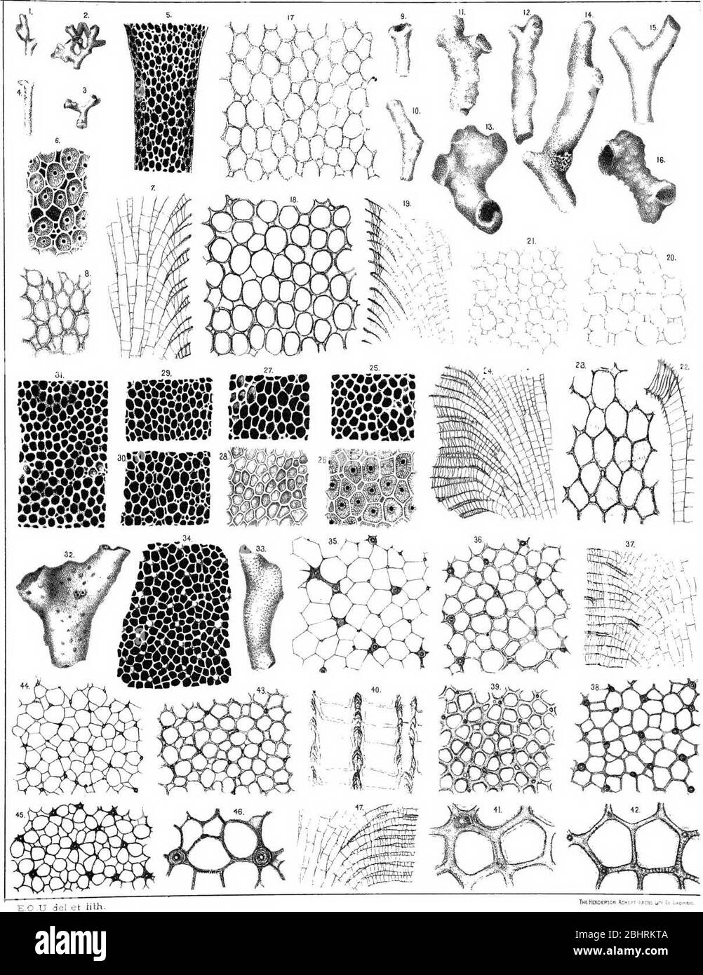 "The Bryozoa of the Lower Silurian in Minnesota" (1893 Stock Photo - Alamy