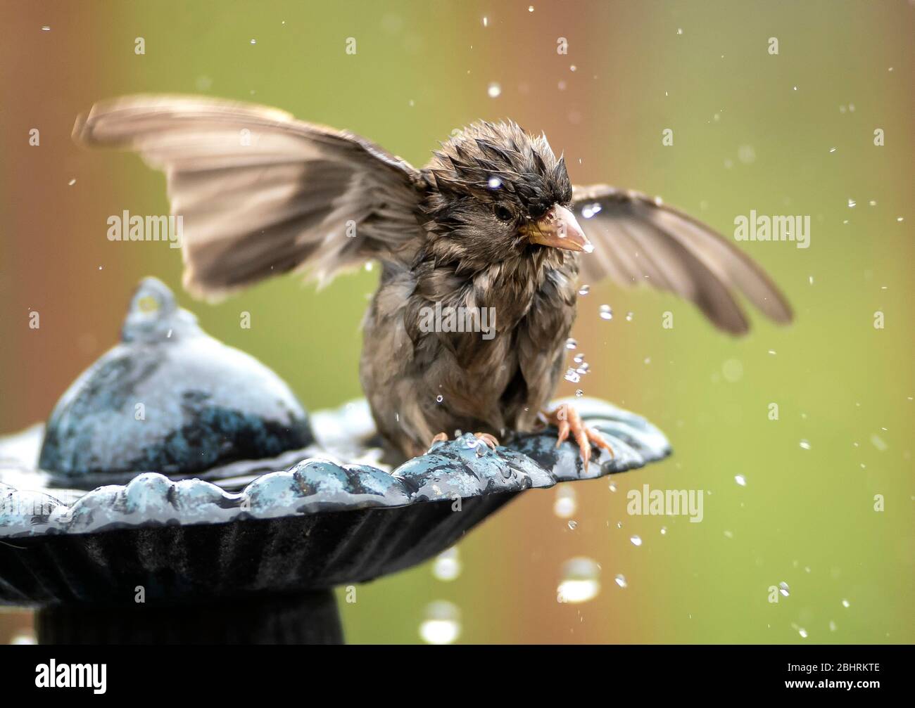 Spin drying hi-res stock photography and images - Alamy