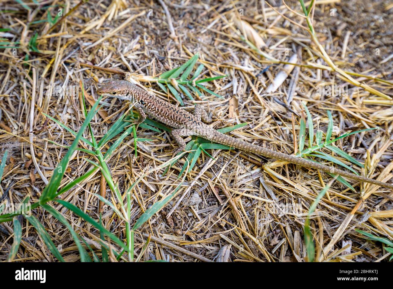 Sicilian wall lizard hi-res stock photography and images - Alamy