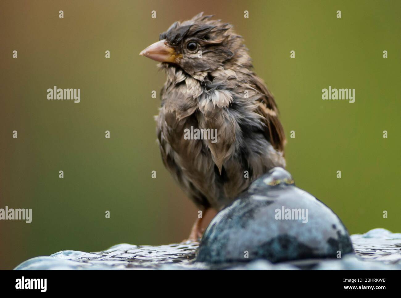 Wet bird hi-res stock photography and images - Alamy