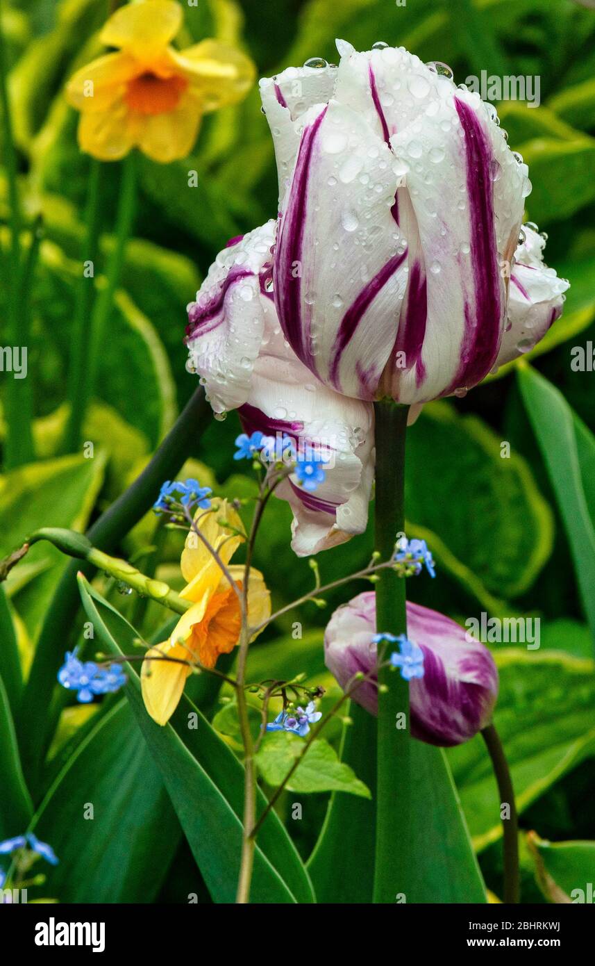 Early bloomers hi-res stock photography and images - Alamy