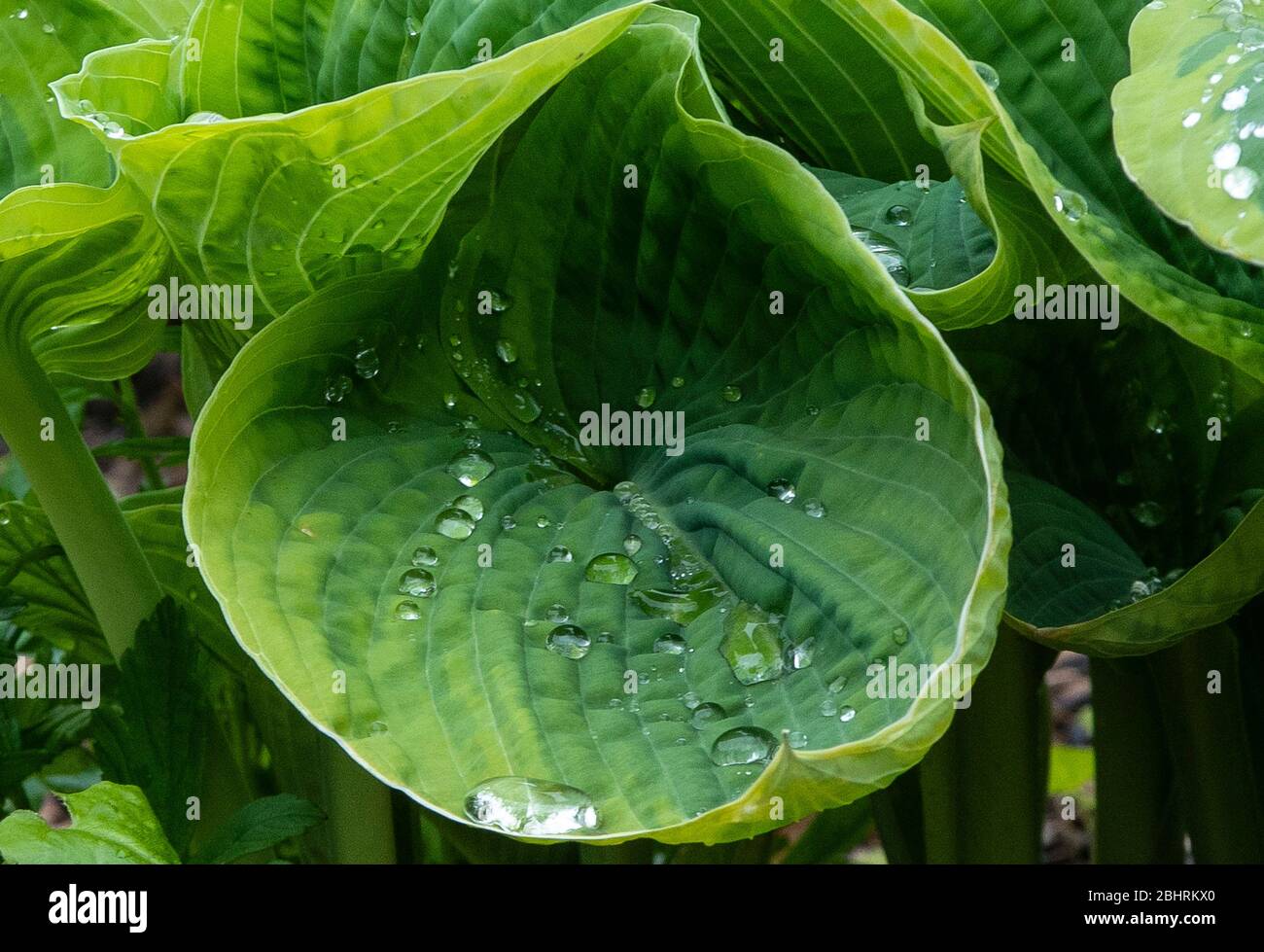 Conical bloom hi-res stock photography and images - Alamy