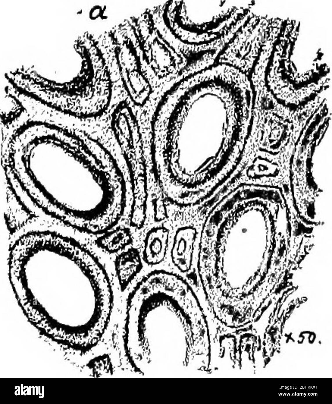 "The Bryozoa of the Lower Silurian in Minnesota" (1893 Stock Photo - Alamy