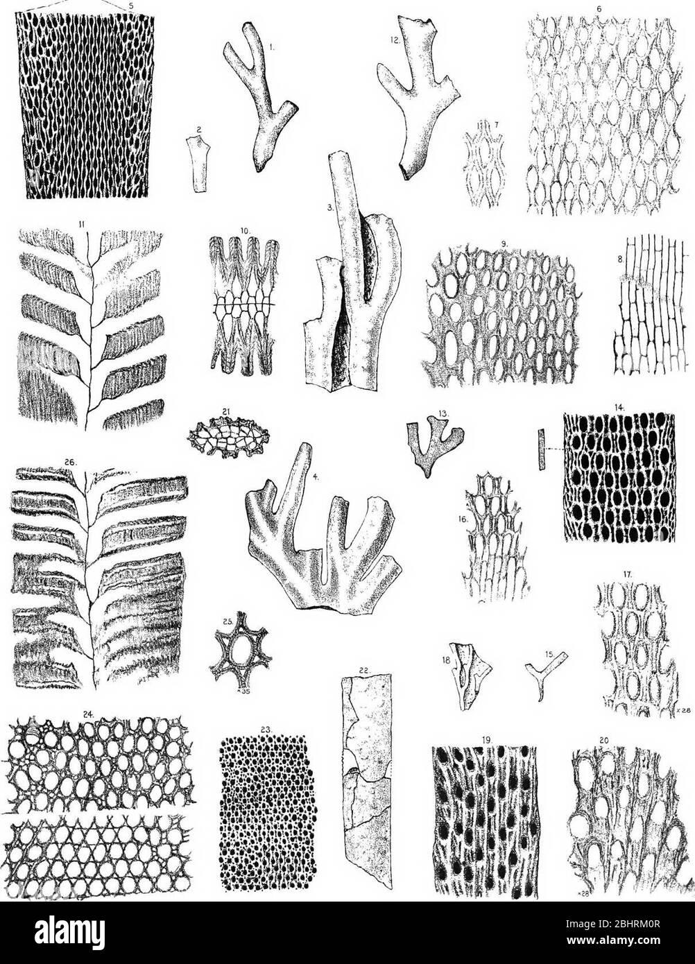 "The Bryozoa of the Lower Silurian in Minnesota" (1893 Stock Photo - Alamy