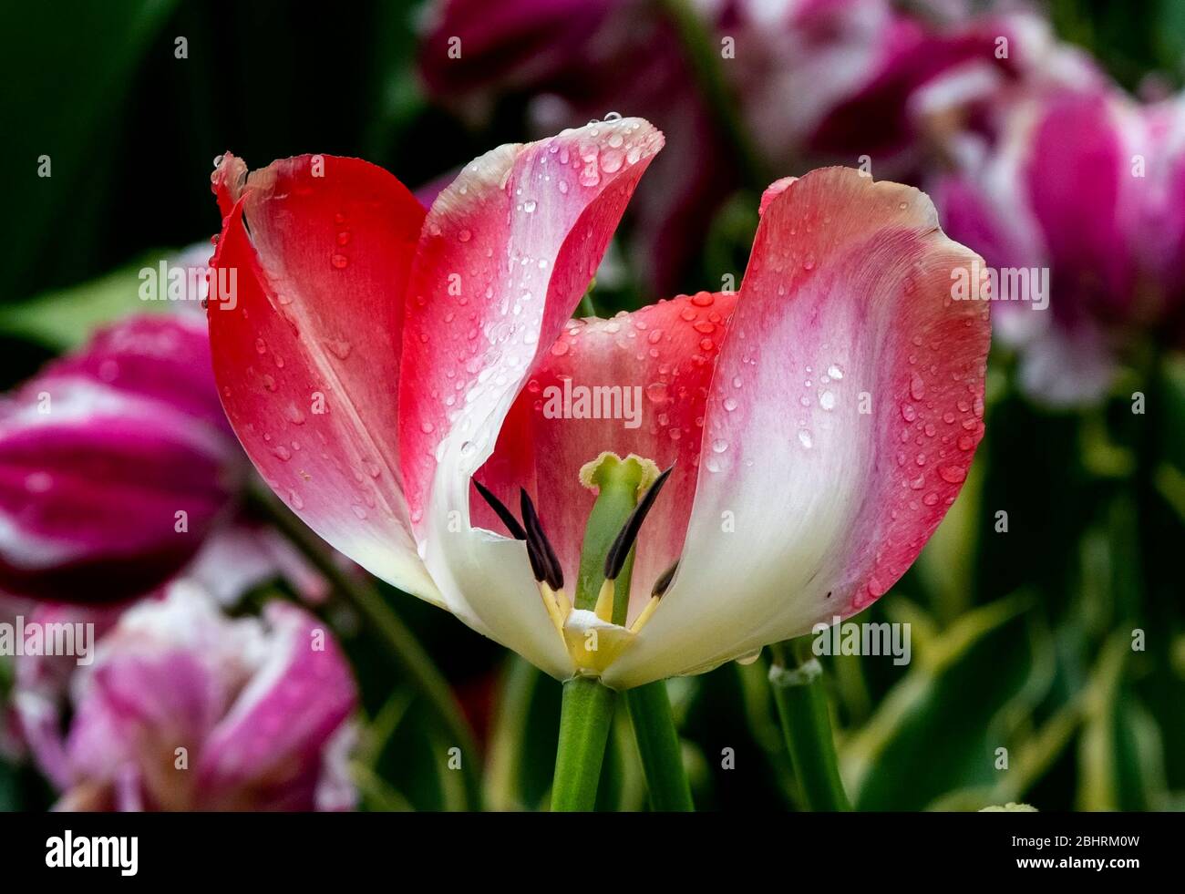 Inside the flower Stock Photo - Alamy