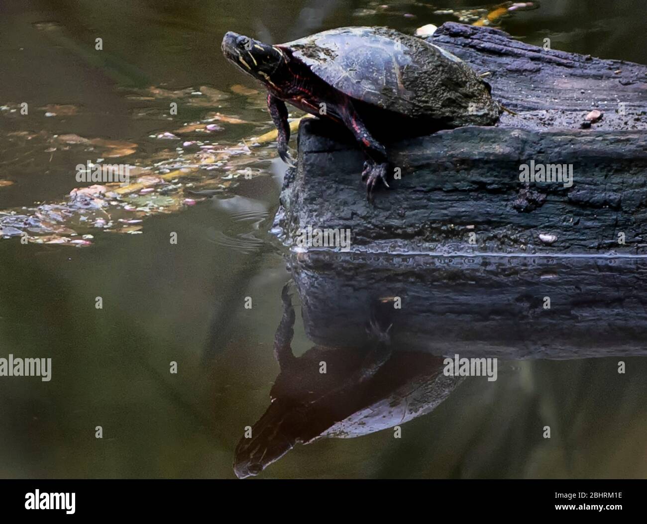 Shellback hi-res stock photography and images - Alamy