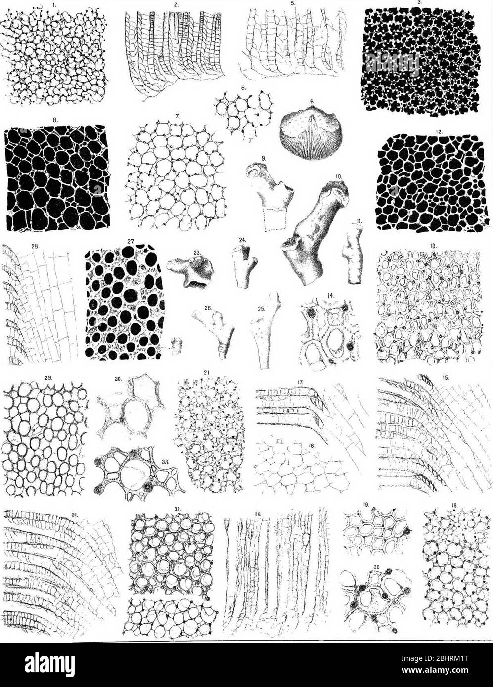 "The Bryozoa of the Lower Silurian in Minnesota" (1893 Stock Photo - Alamy