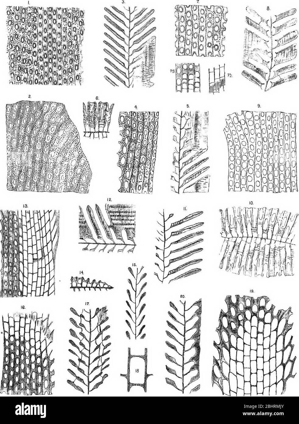 "The Bryozoa of the Lower Silurian in Minnesota" (1893 Stock Photo - Alamy
