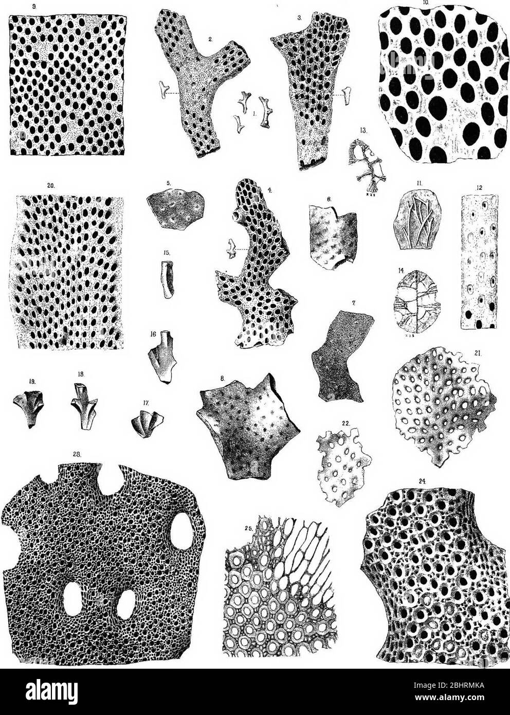 "The Bryozoa of the Lower Silurian in Minnesota" (1893 Stock Photo - Alamy