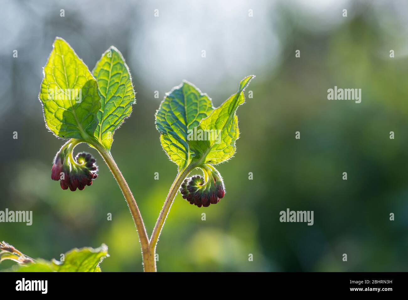 Garden comfrey hi-res stock photography and images - Alamy