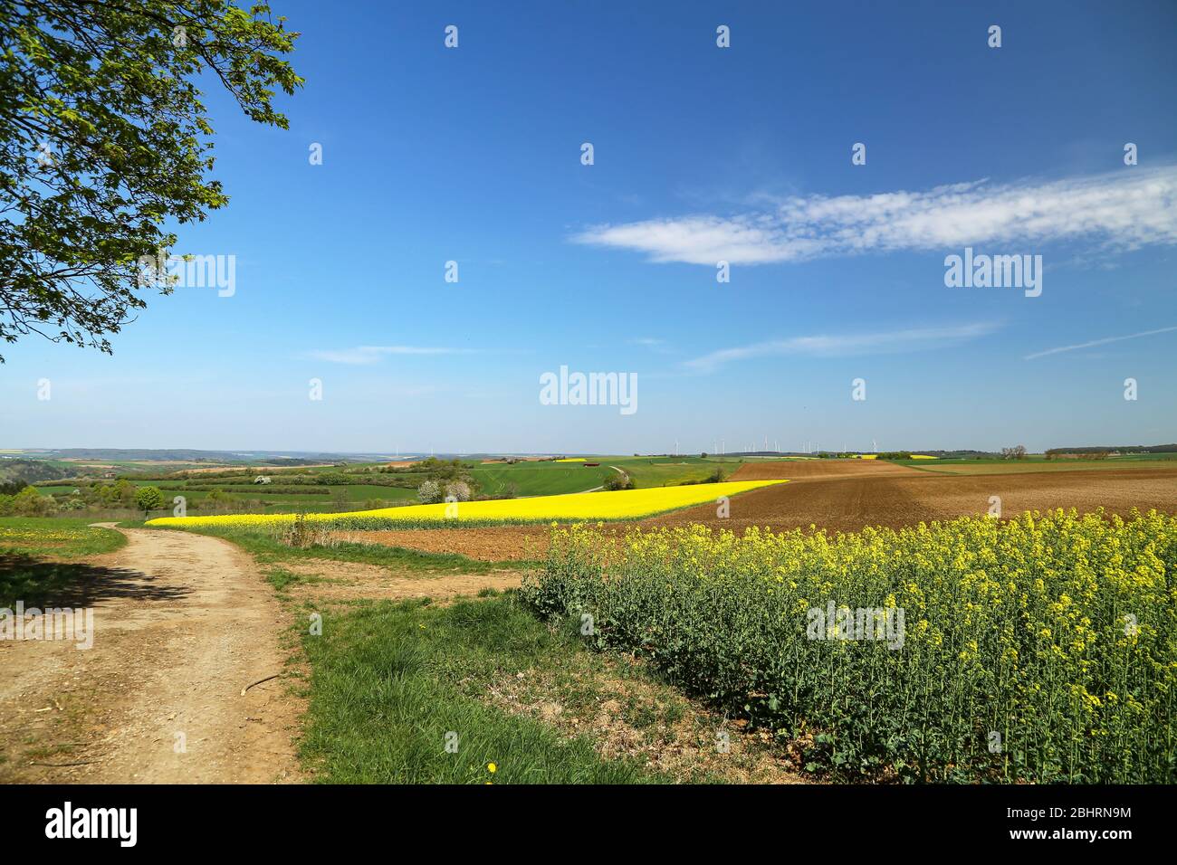 Raps seed hi-res stock photography and images - Alamy