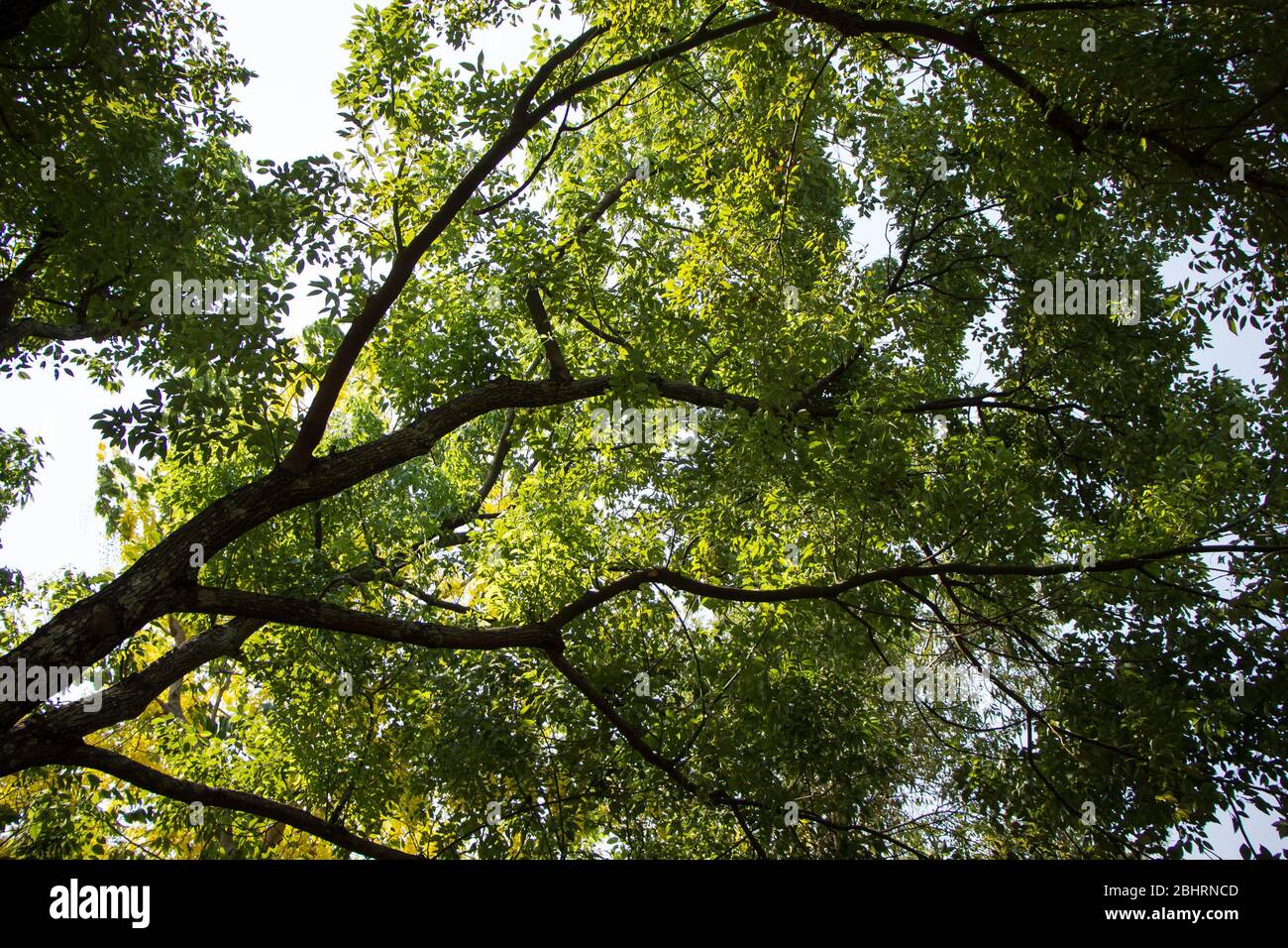 Wide shot of Green Cinnamomum camphora tree Stock Photo - Alamy