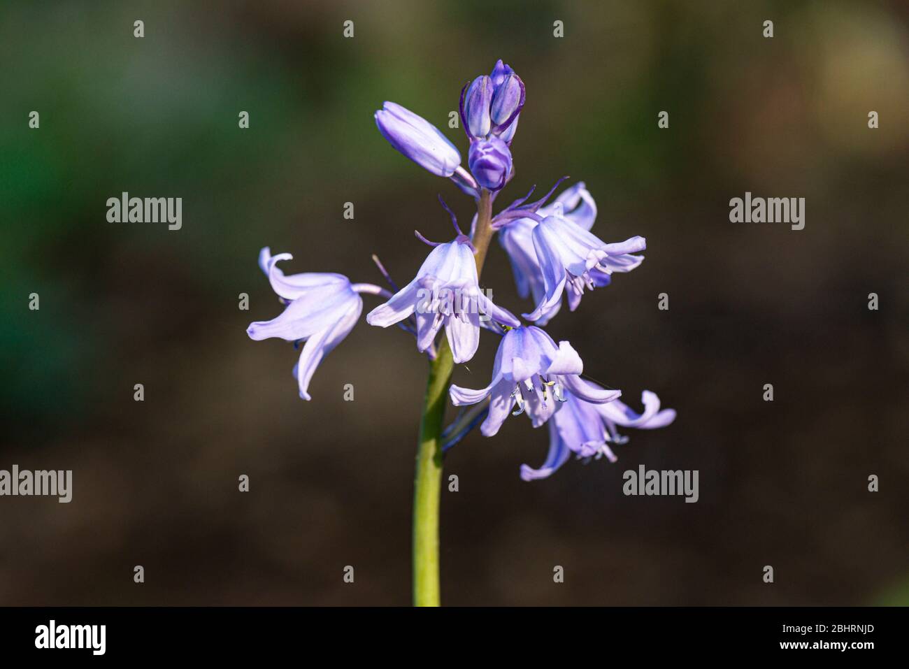 The flowers of a Spanish bluebell (Hyacinthoides hispanica Stock Photo ...
