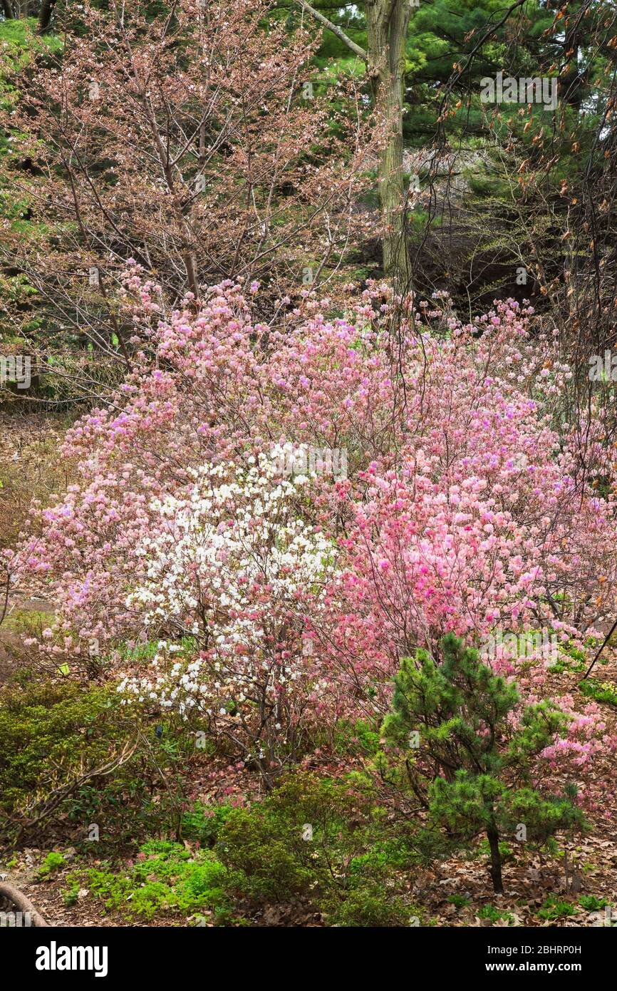 White flowering 'April Gem', pink 'Cornell Pink' and purple 'Korean ...