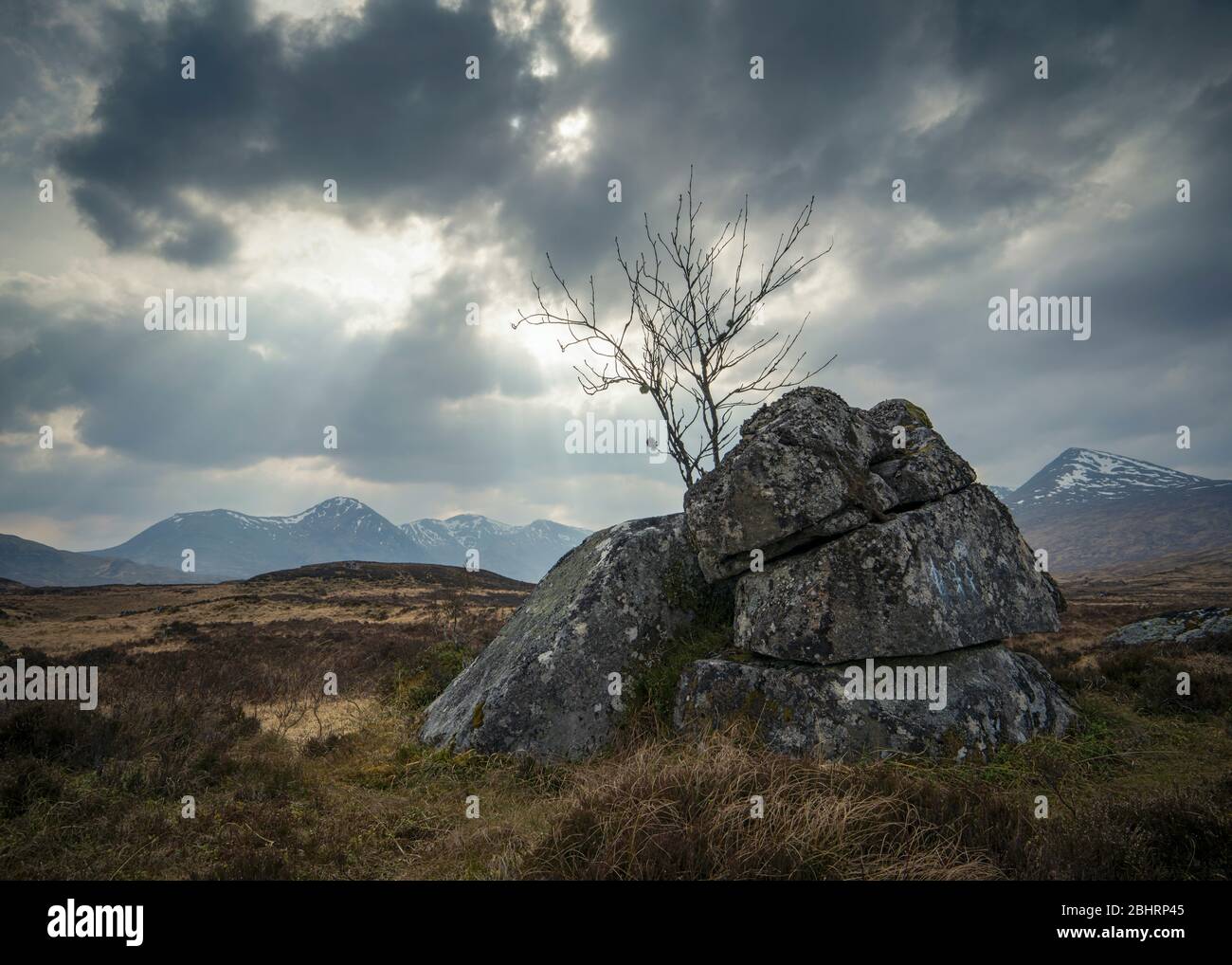 Tree for life scotland hi-res stock photography and images - Alamy