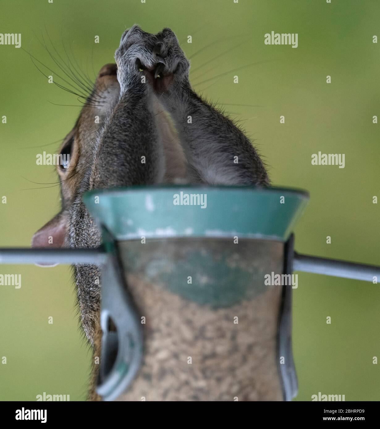 Paws clasped hi-res stock photography and images - Alamy