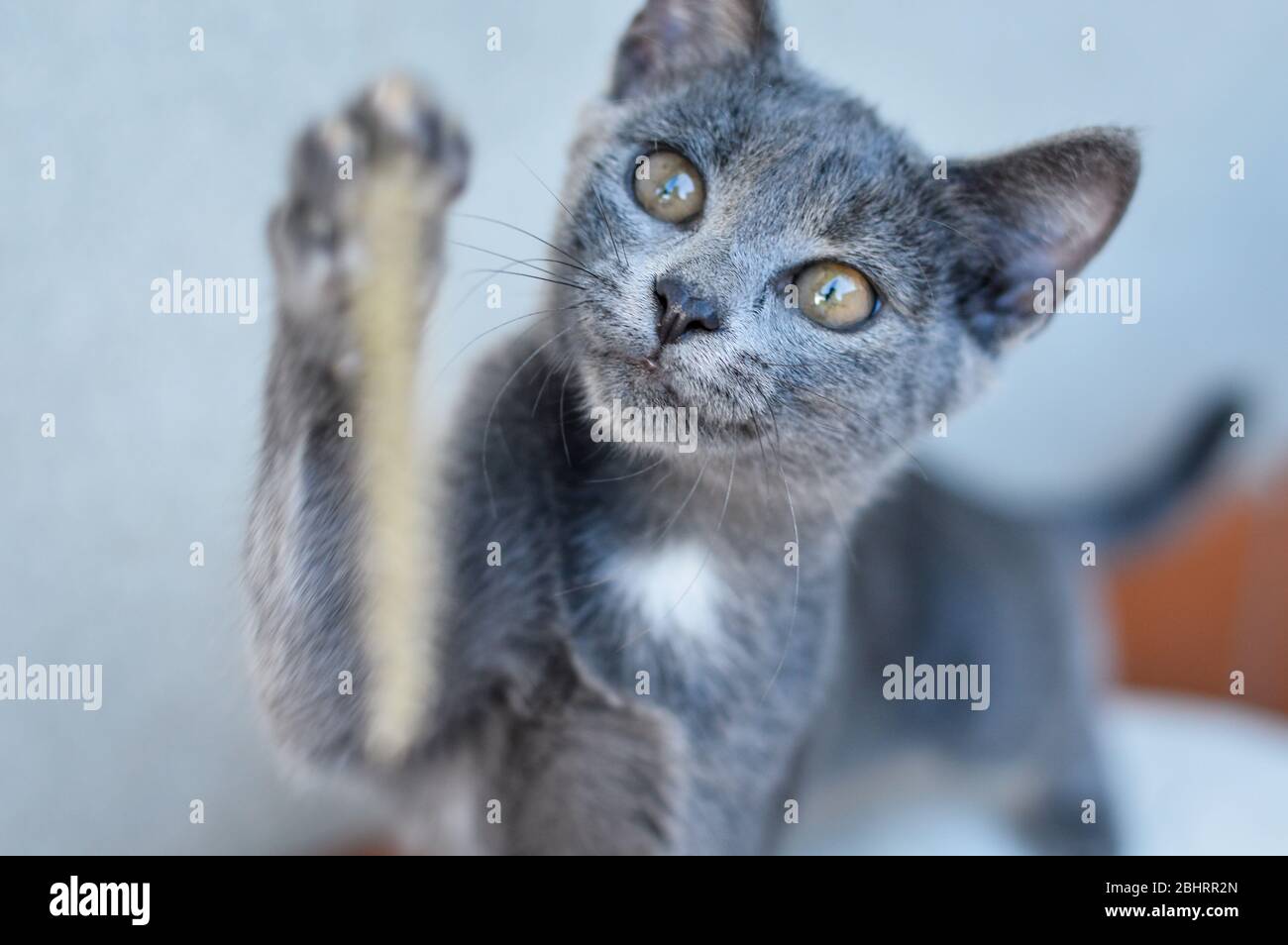 Young playful cat breed Russian blue portrait. Focus on cat eyes ...