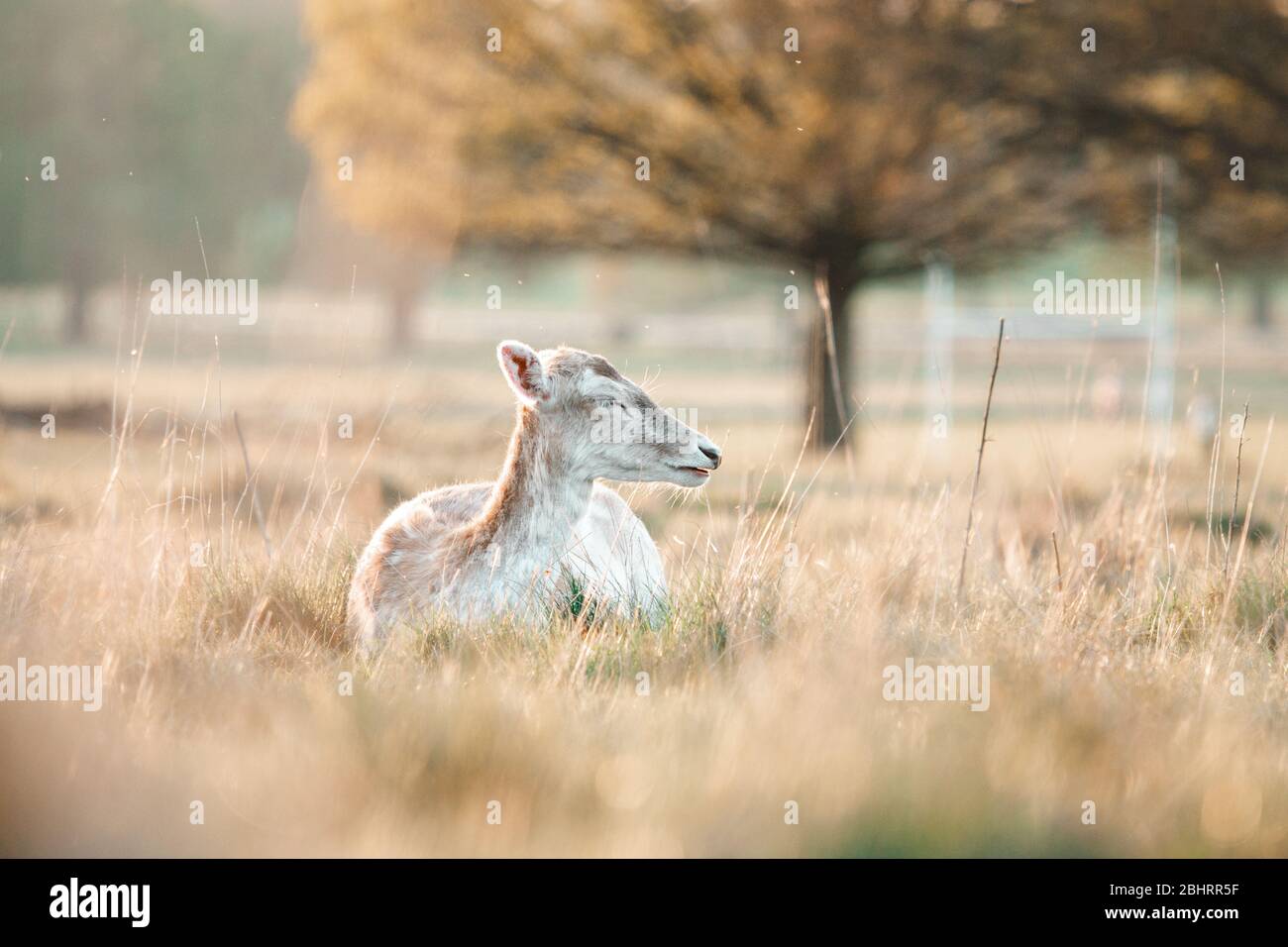 A female fallow deer relaxing in the calm sunset with her herd in ...