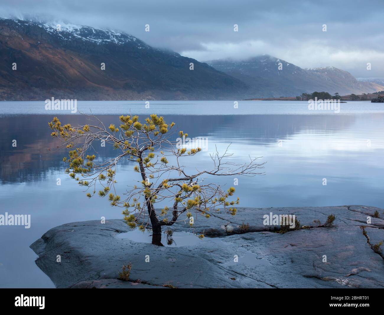 Scotch Pine sapling growing from rock at the edge of a loch in the ...