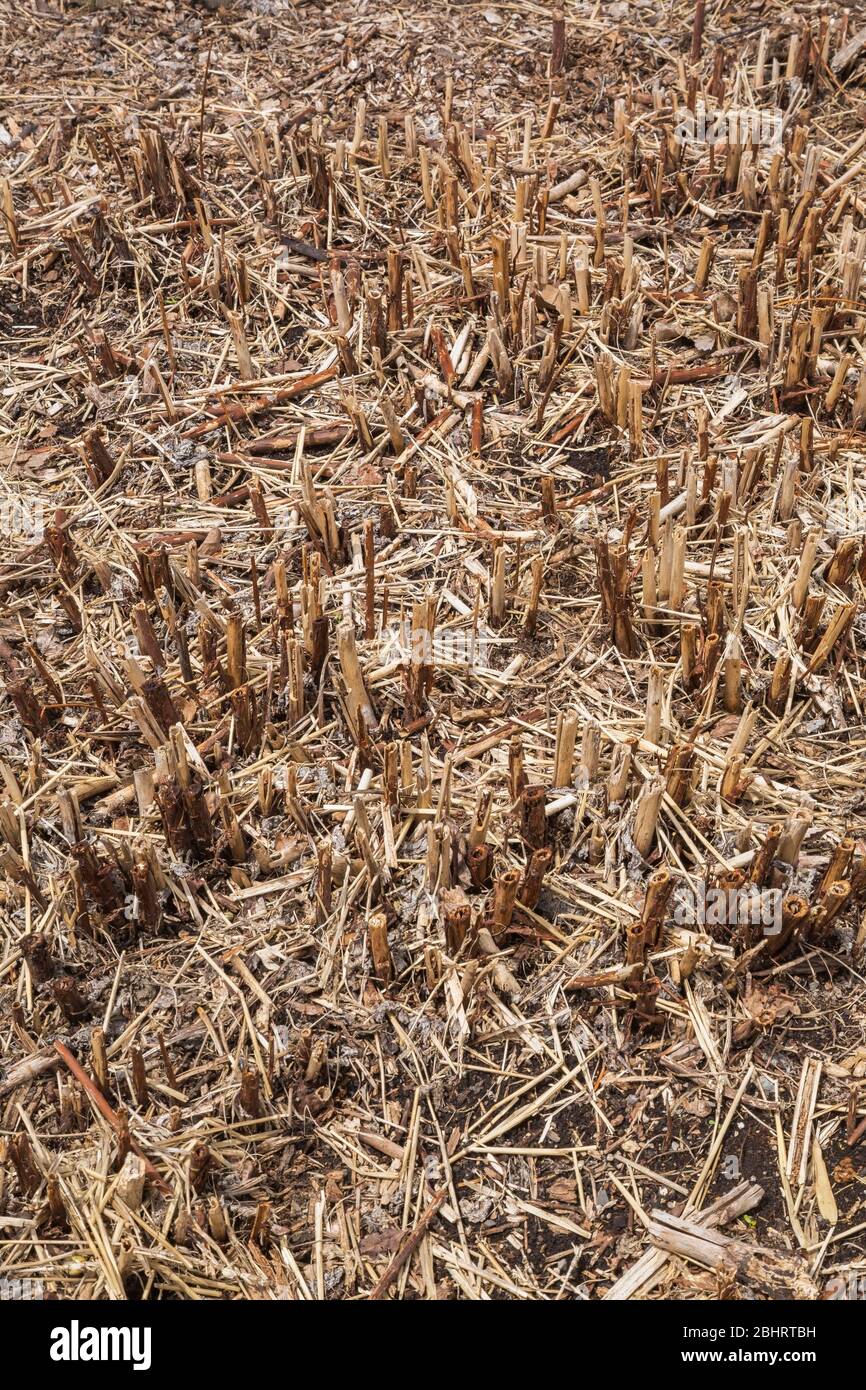 Bed of dry cut stalks of Boehmeria urticaceae - Chinese Silk plants ...