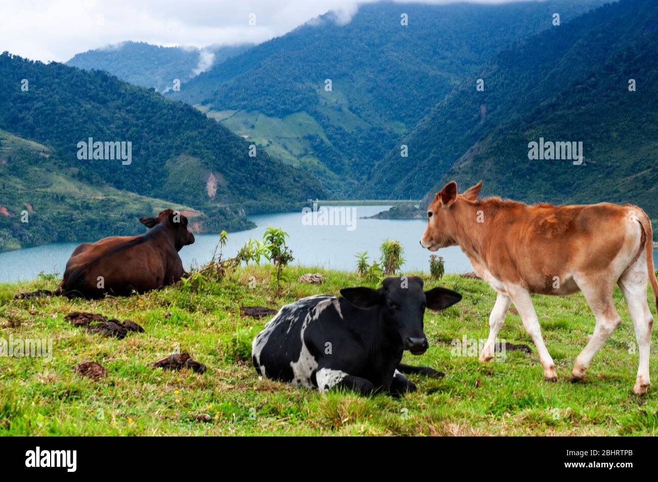 Agriculture south america cows hi-res stock photography and images - Alamy