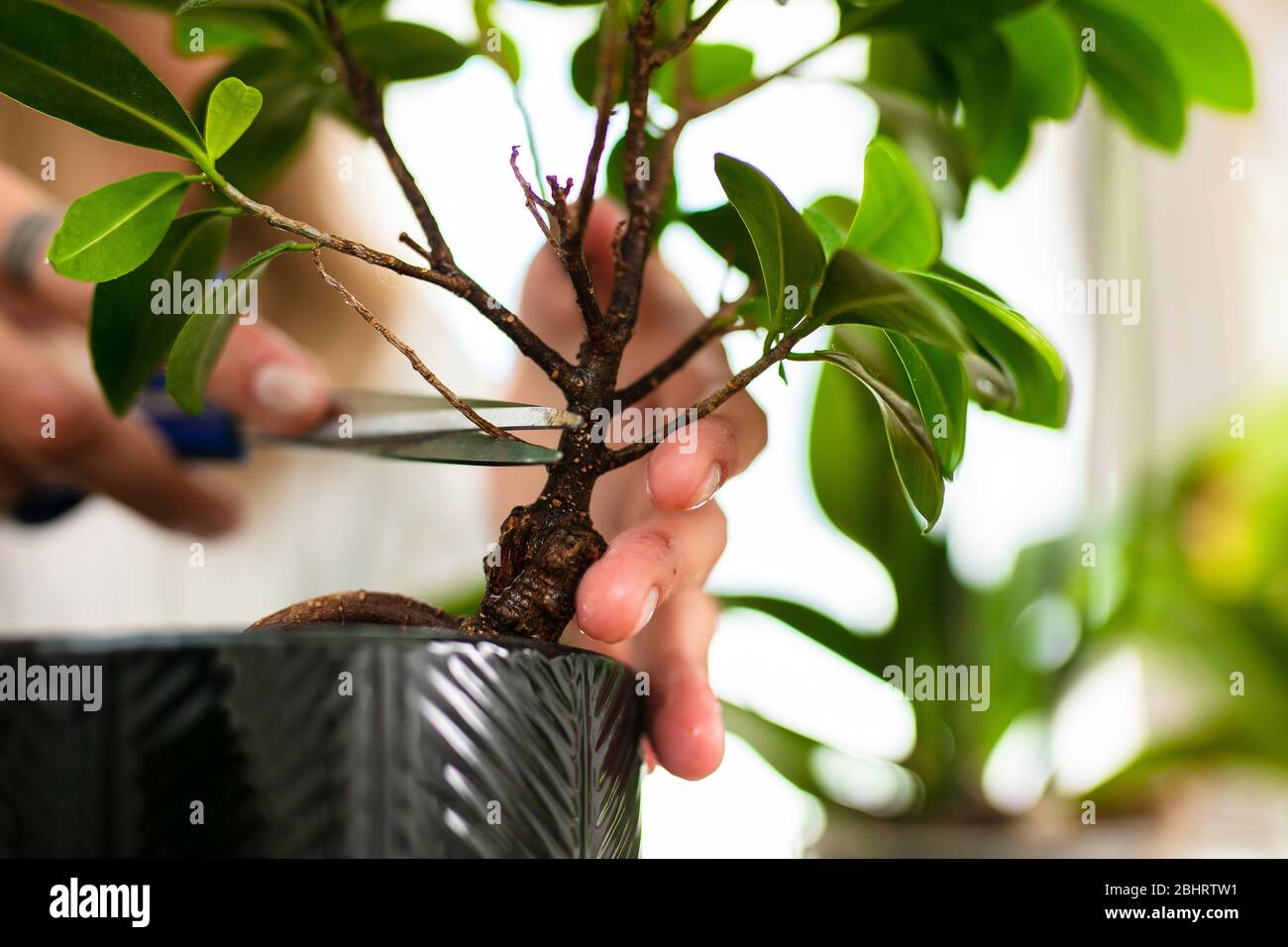 caring for houseplants, close-up details on how to cut a branch of a ...
