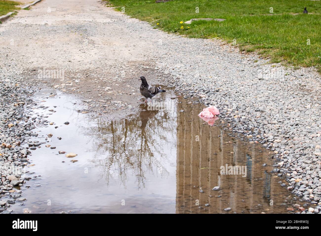 Gray dove swimming in puddle on stones Stock Photo - Alamy