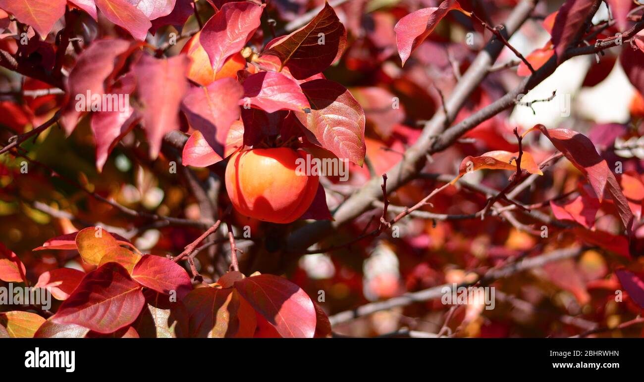 the beautiful colors of autumn Stock Photo - Alamy
