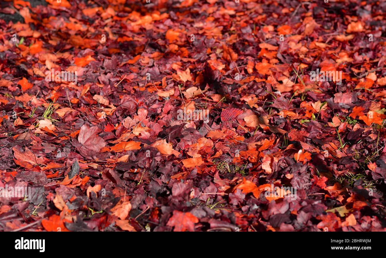 the beautiful colors of autumn Stock Photo - Alamy