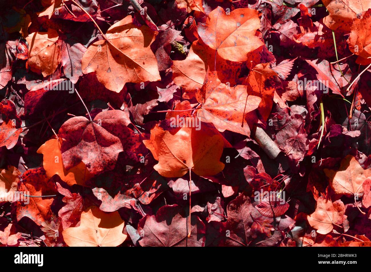 the beautiful colors of autumn Stock Photo - Alamy