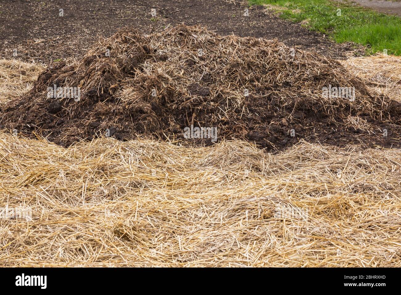 Dried stalks of straw and pile of compost in garden plot Stock Photo ...