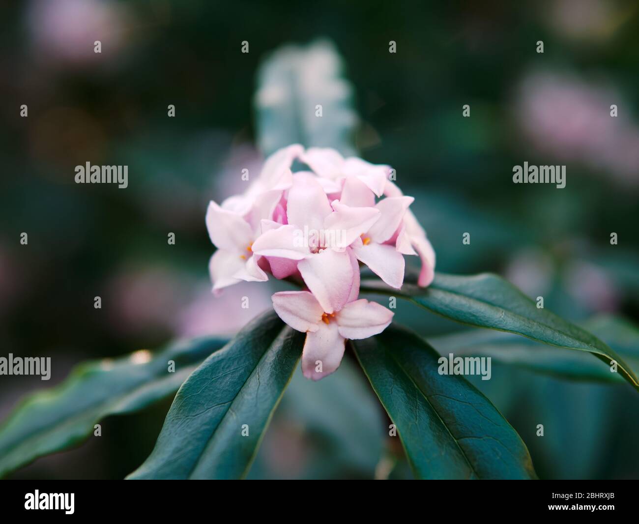 Daphne plant in winter hi-res stock photography and images - Alamy