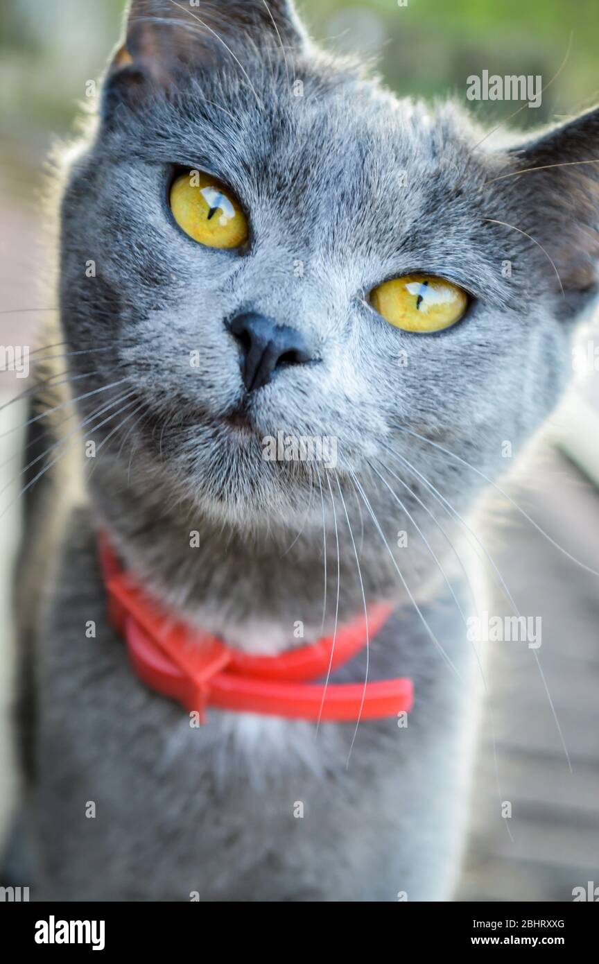 Russian Blue With Yellow Eyes