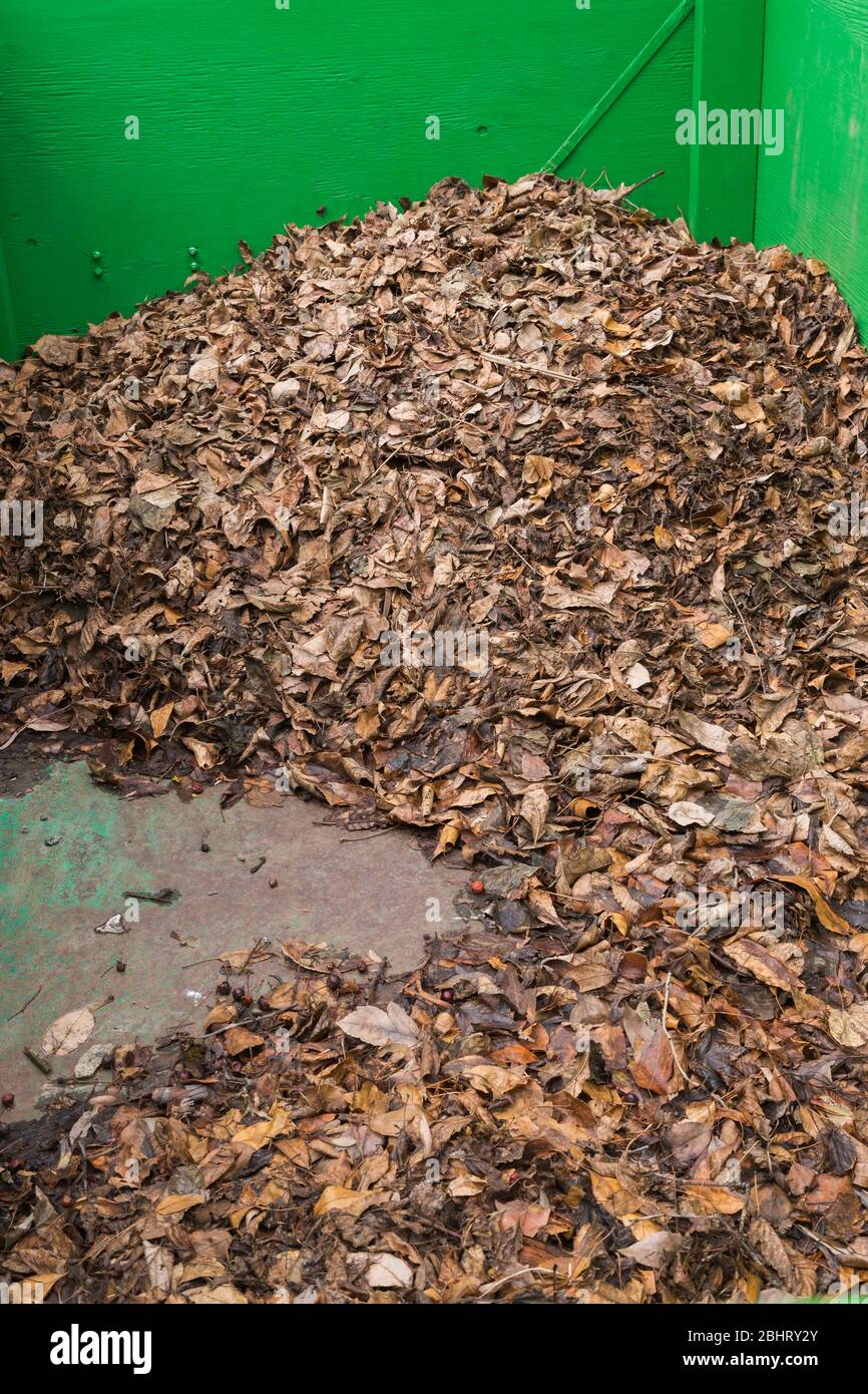 Pile of dead leaves in green wooden composting bin Stock Photo - Alamy