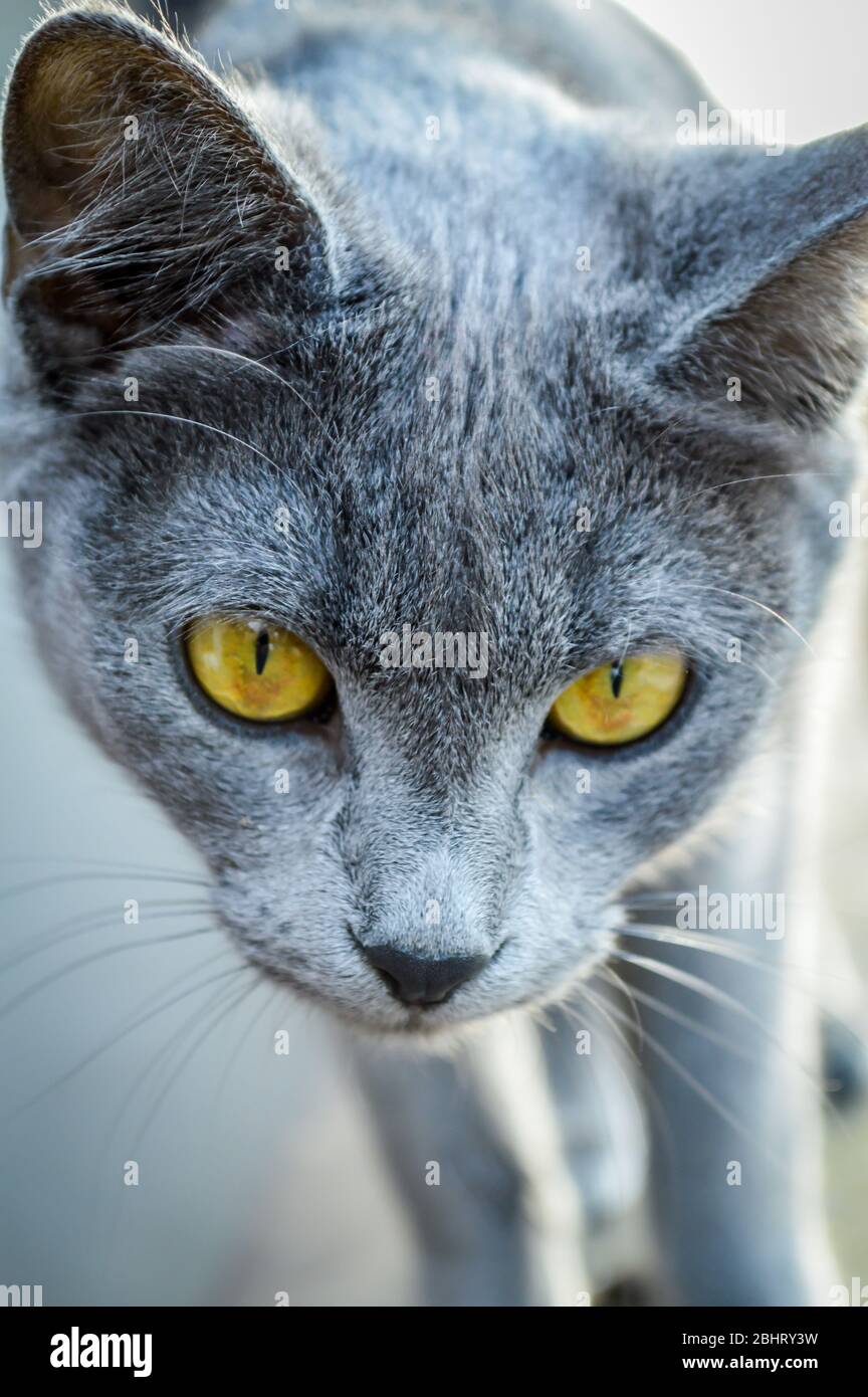 Young playful cat breed Russian blue portrait. Focus on cat eyes ...