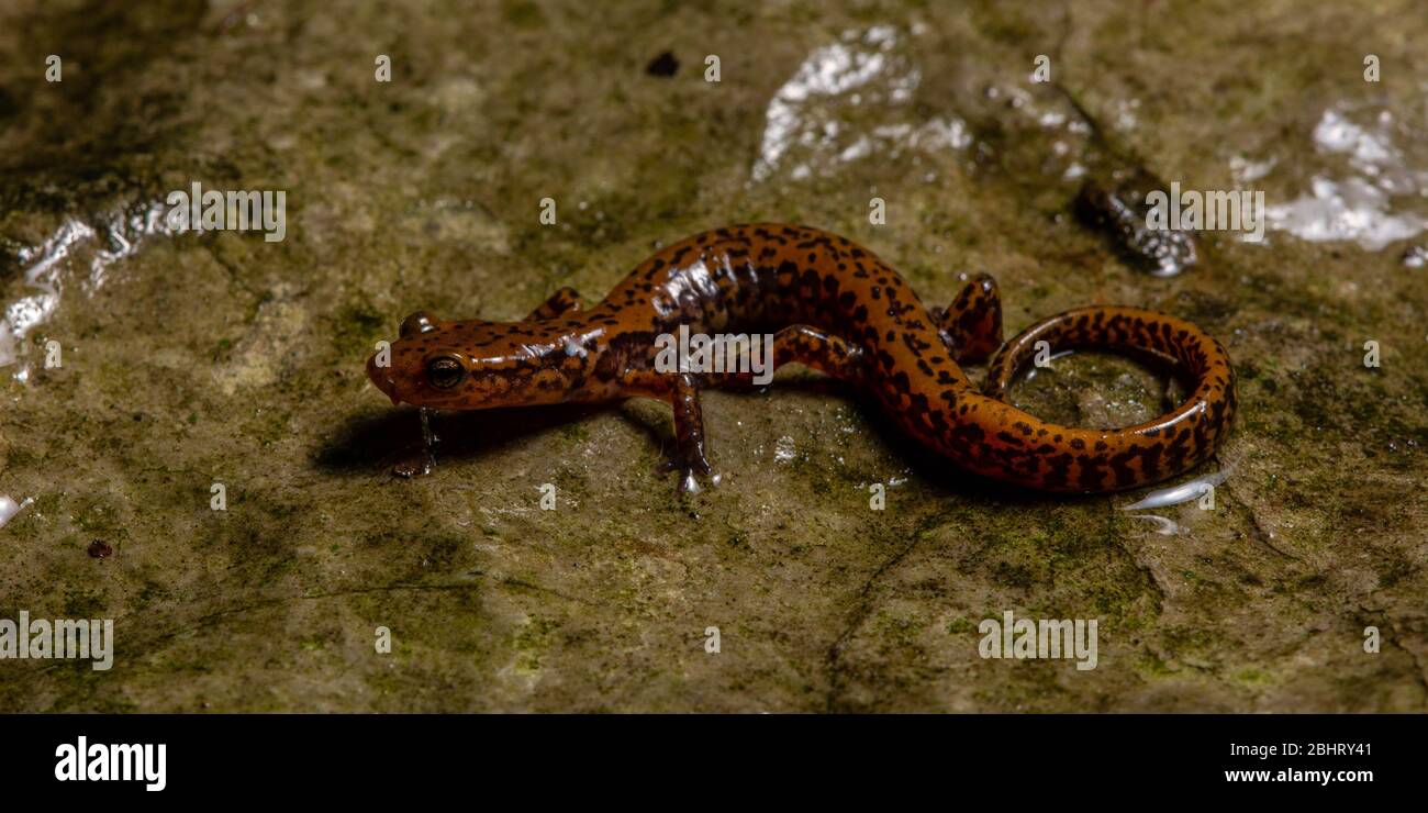 Limestone salamander hi-res stock photography and images - Alamy