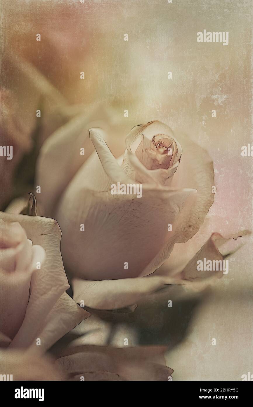 Pink rose still life hi-res stock photography and images - Alamy