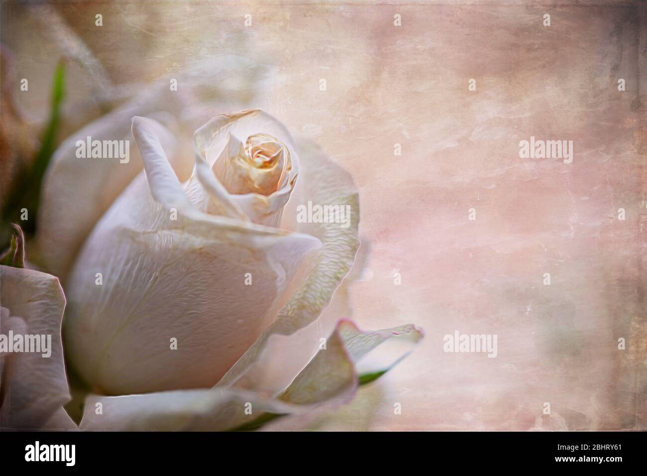 Pink rose still life hi-res stock photography and images - Alamy