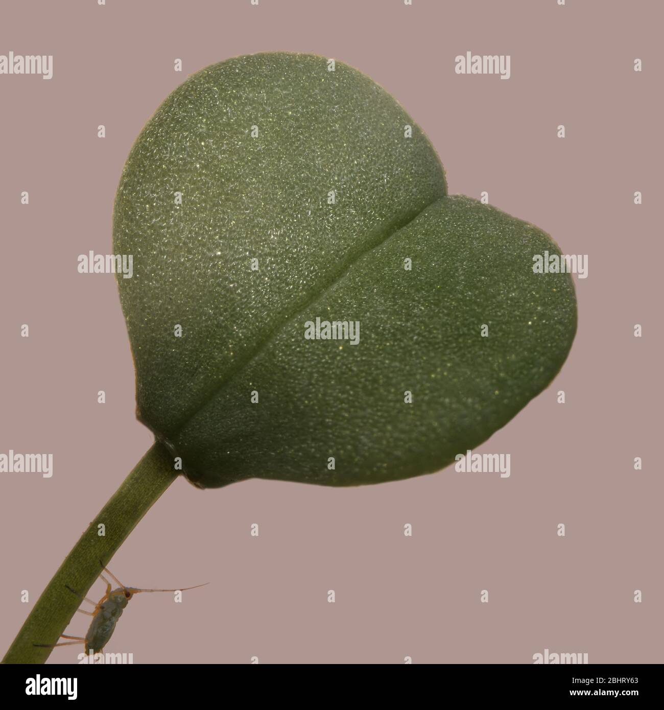 Heart shaped leaves green white texture hi-res stock photography and ...