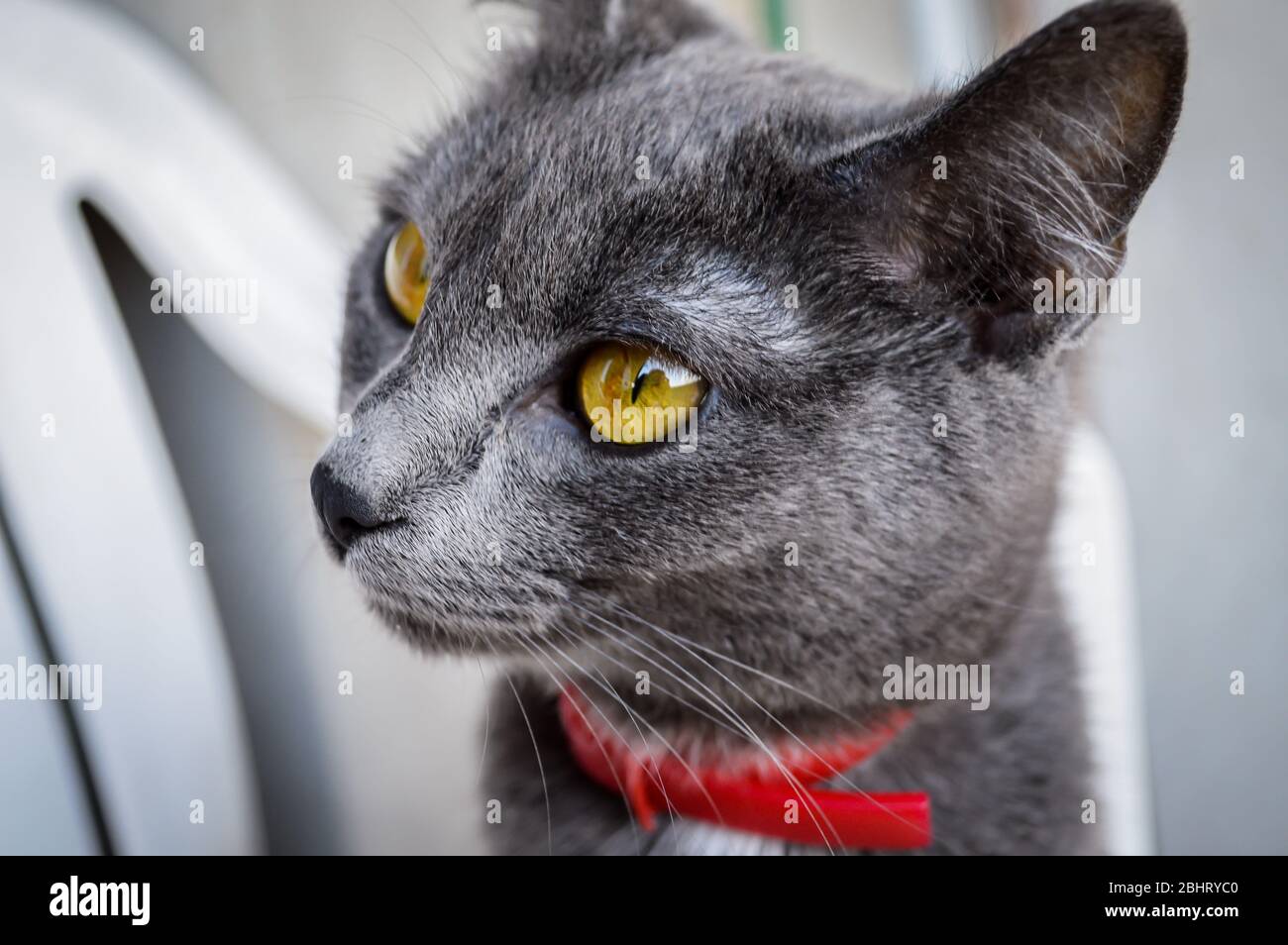 Young playful cat breed Russian blue portrait. Focus on cat eyes ...