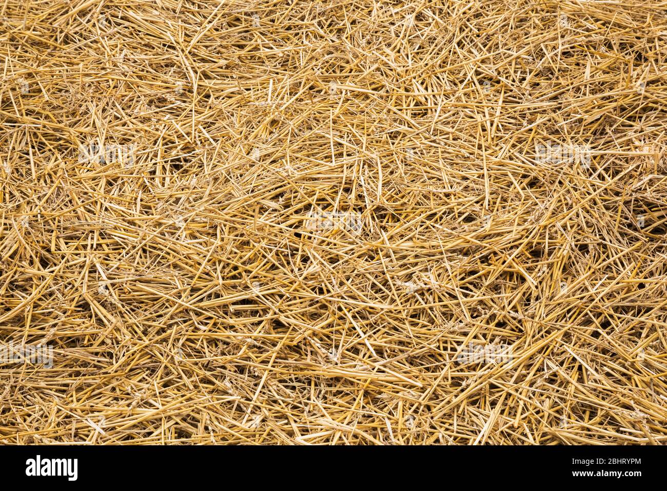 Dried stalks of straw in garden plot Stock Photo - Alamy