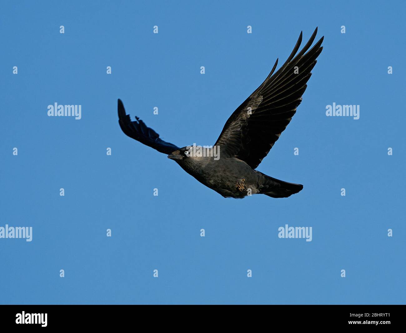 Western jackdaw in flight with blue skies in the background Stock Photo ...