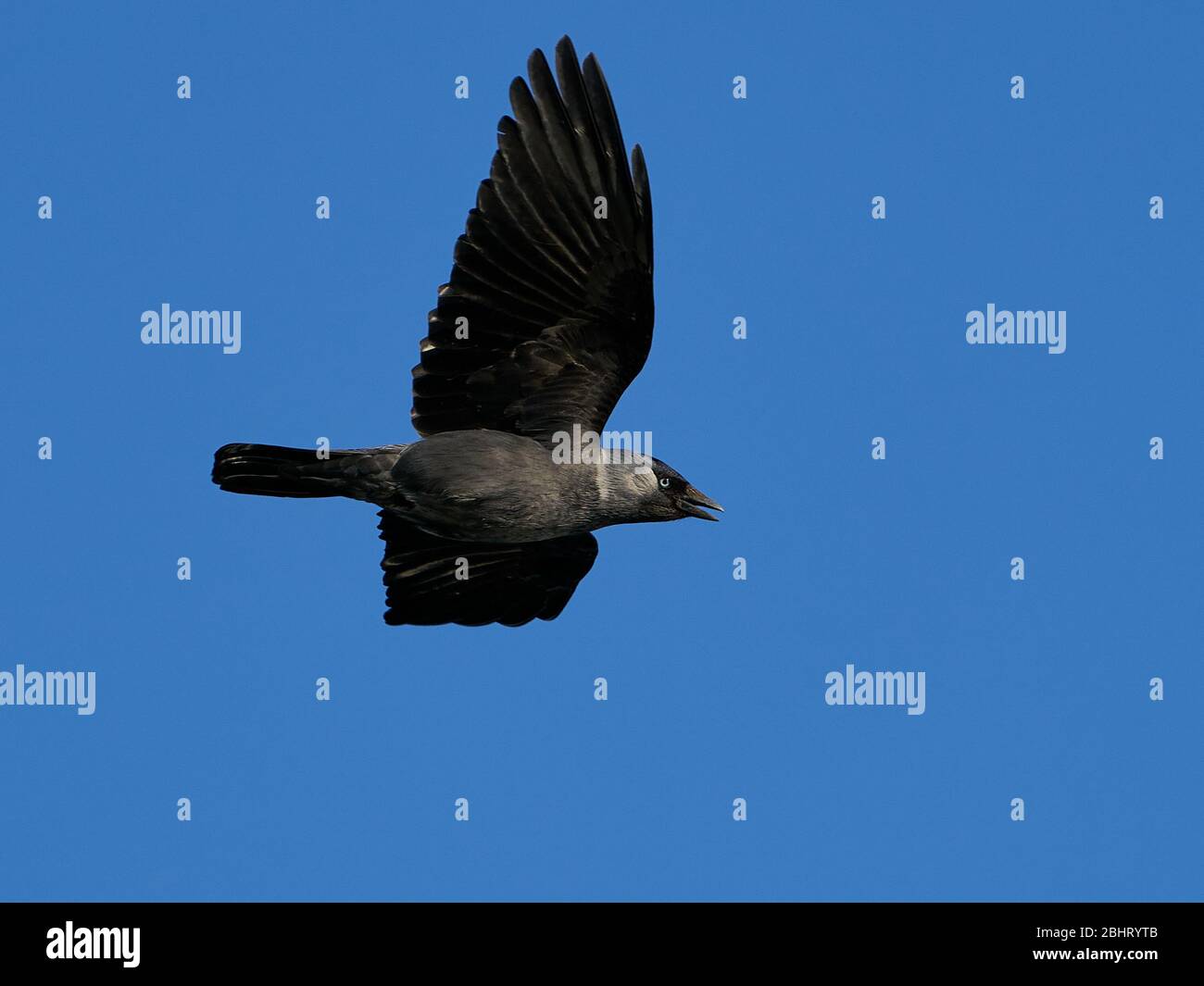 Western jackdaw in flight with blue skies in the background Stock Photo ...