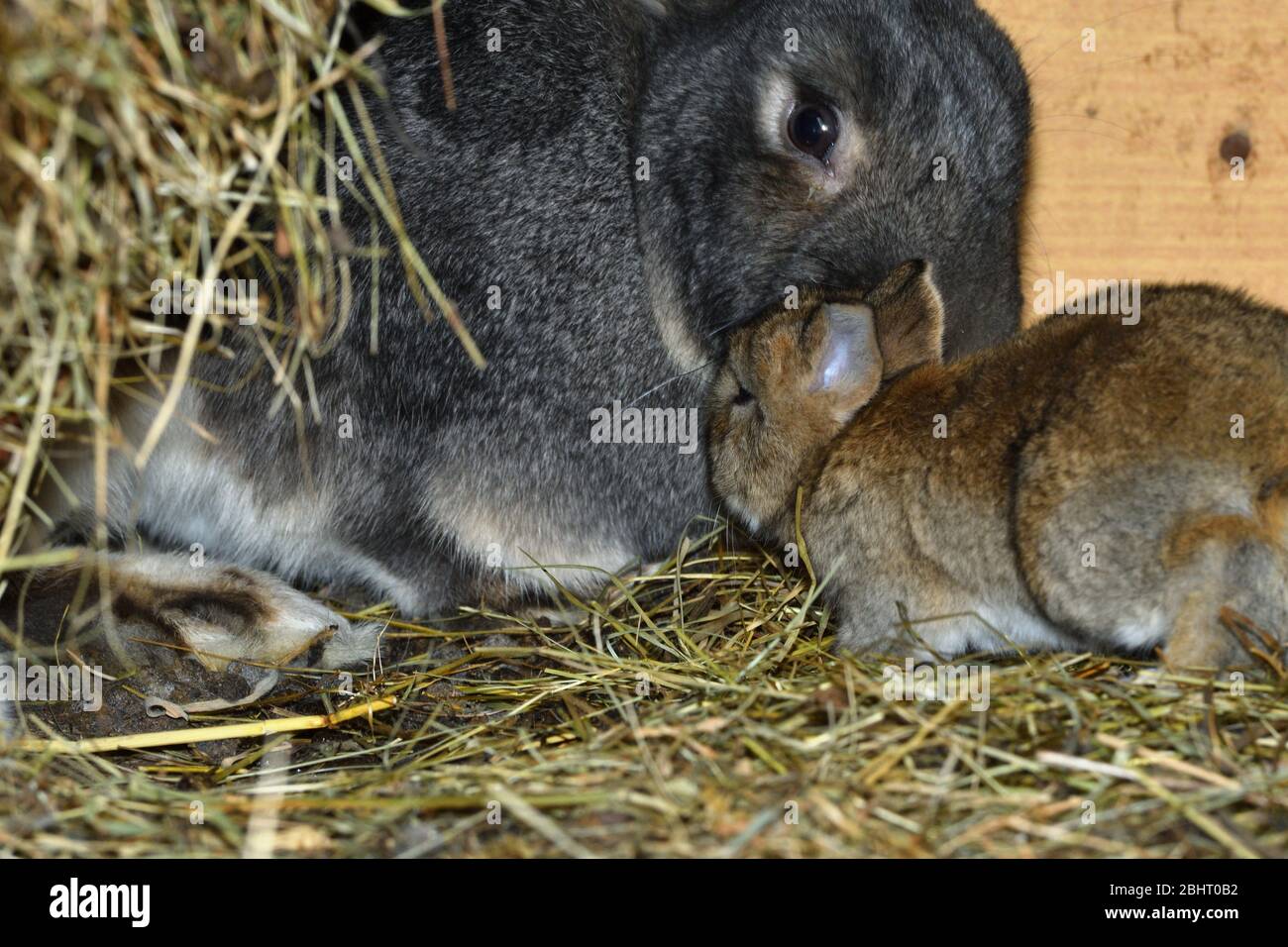 Animal love mother with smalll rabbits in the lair with hay Stock Photo ...